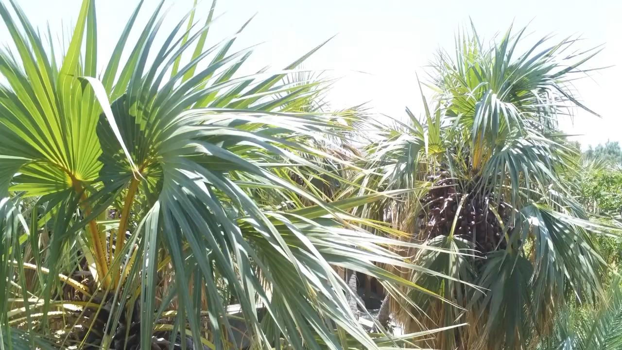 The Neem Farm – Un Projet D’Agroforesterie Régénérative dans la corne ...